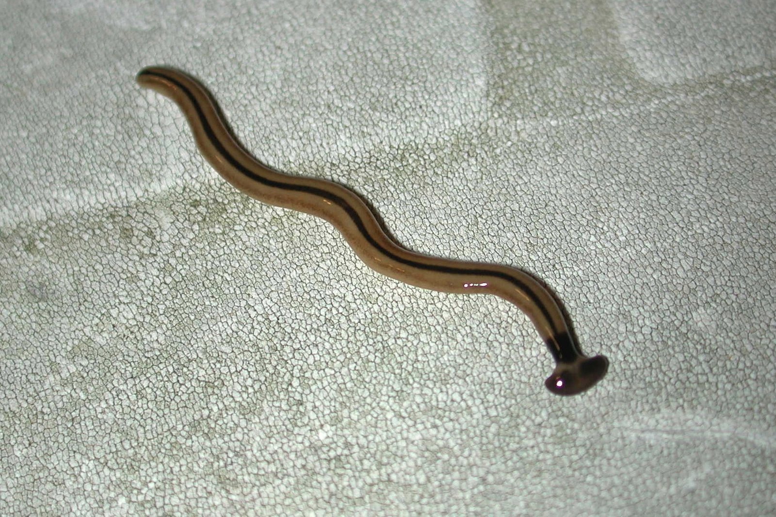Giant flatworms quietly invaded France 20 years ago