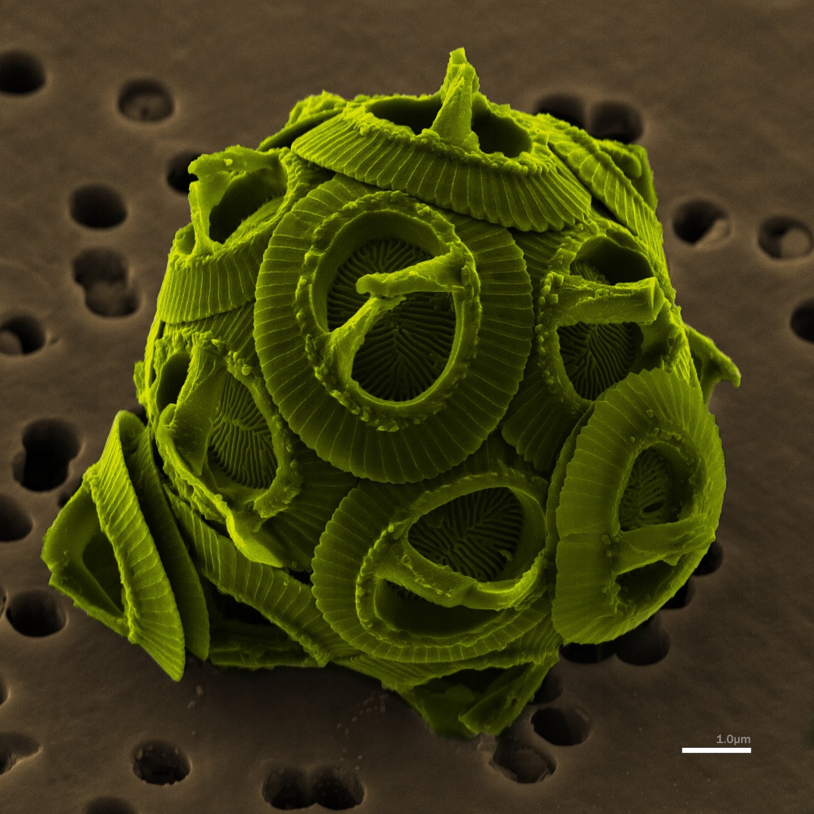 Virus-infected phytoplankton may promote cloud formation