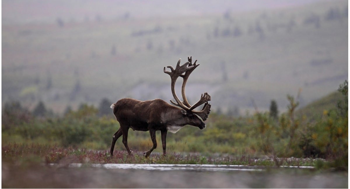 Could 'rewilding' landscapes mitigate some of the effects of climate ...