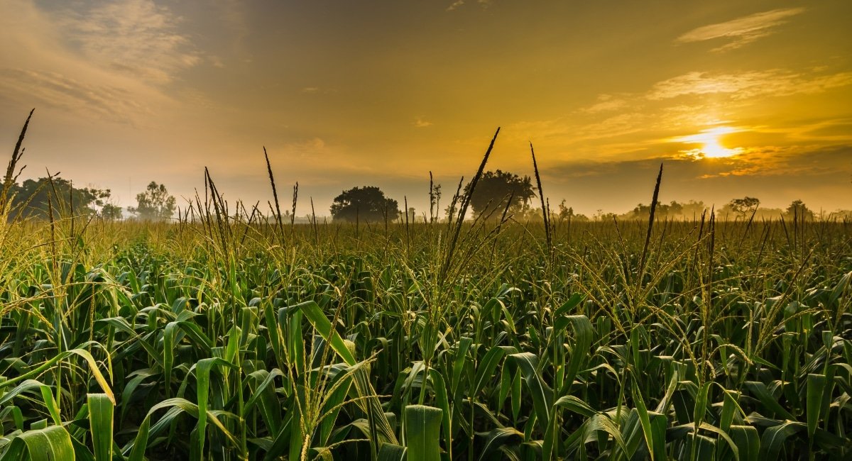Air pollution from corn production is a major contributor to mortality