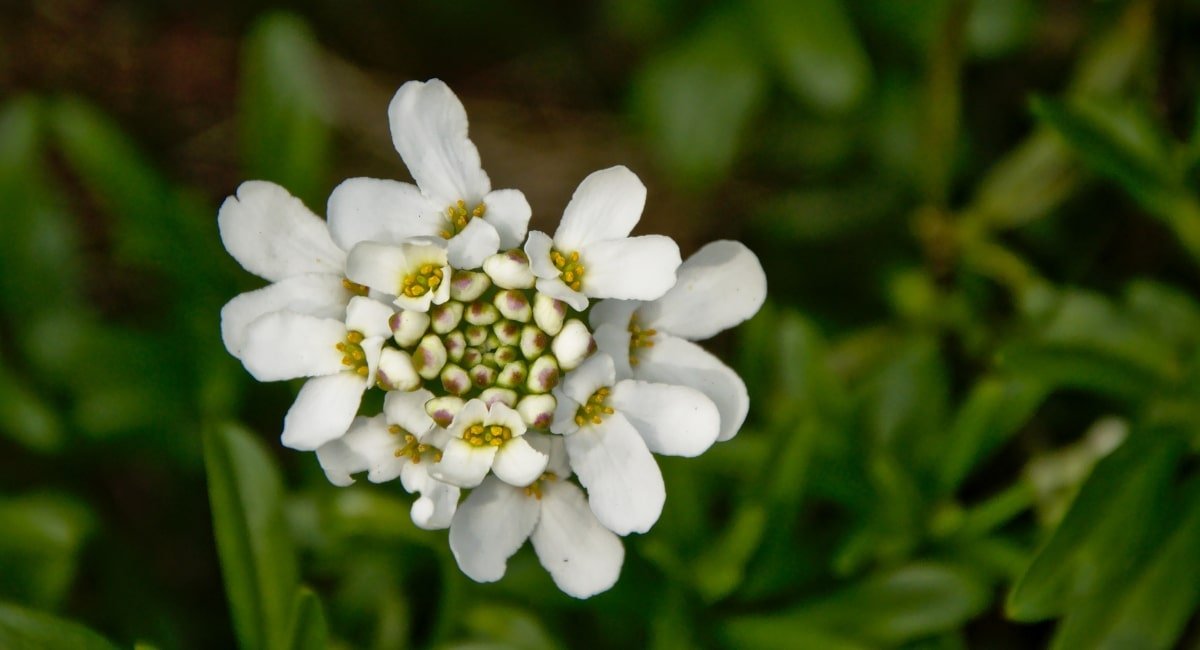 Scientists uncover the epigenetic pathway in plant regeneration