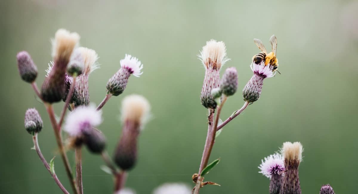 Extinctions trigger co-extinctions and further loss of biodiversity
