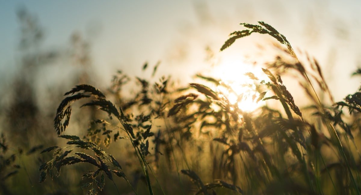 A global system to protect the world's food supplies from crop diseases