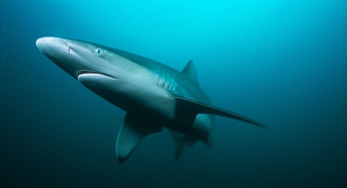Ocean sharks increasingly threatened by global fisheries