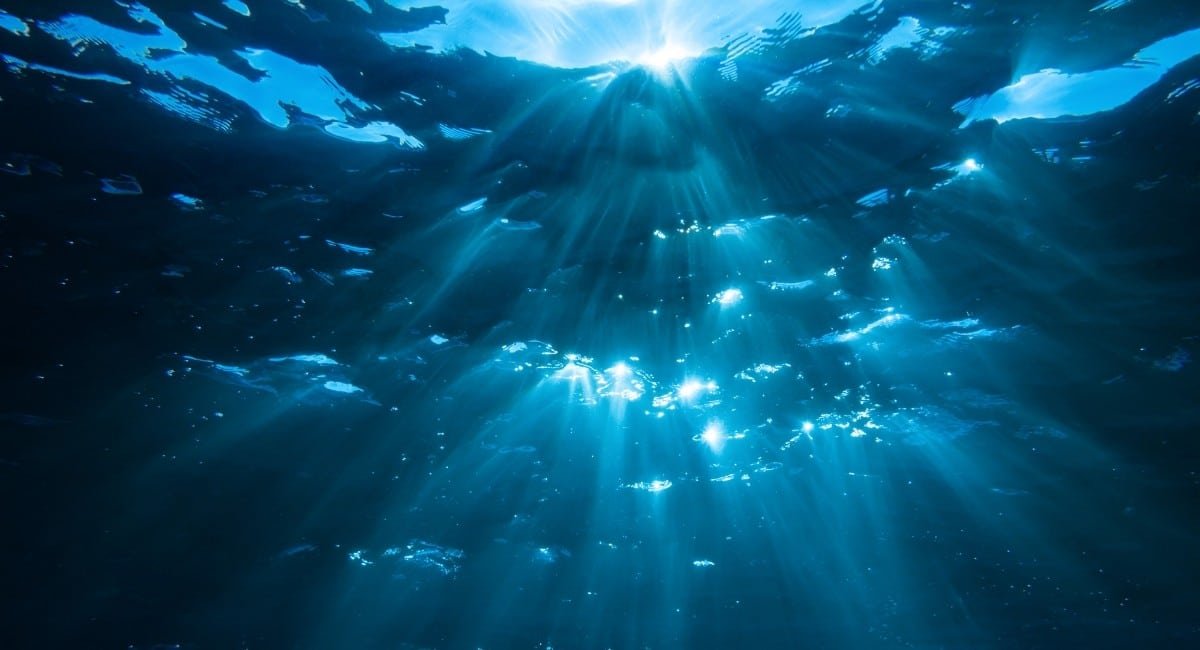 Elusive microbe may be missing link between simple and complex life