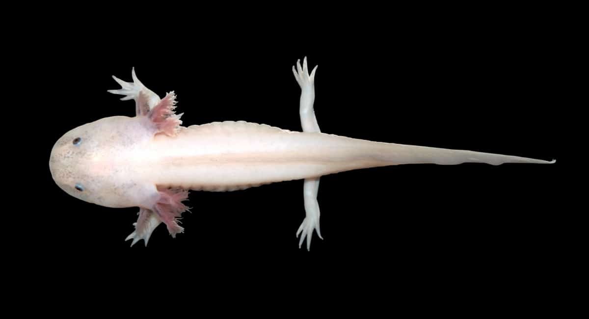 Scientists show cartilage regeneration may be possible in human joints