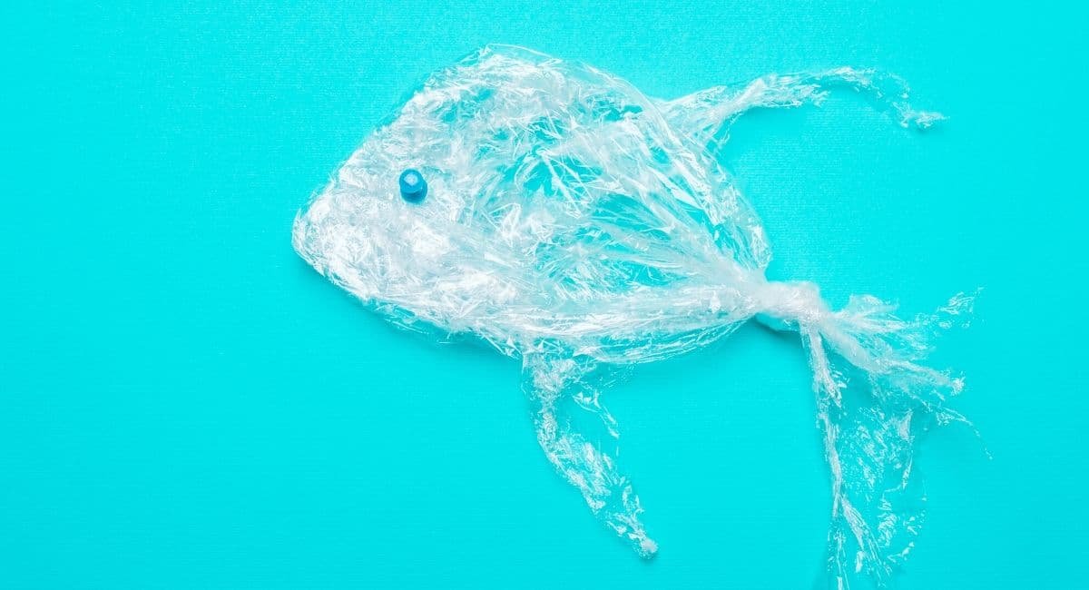 Huge amount of prey-sized microplastics in ocean fish nurseries