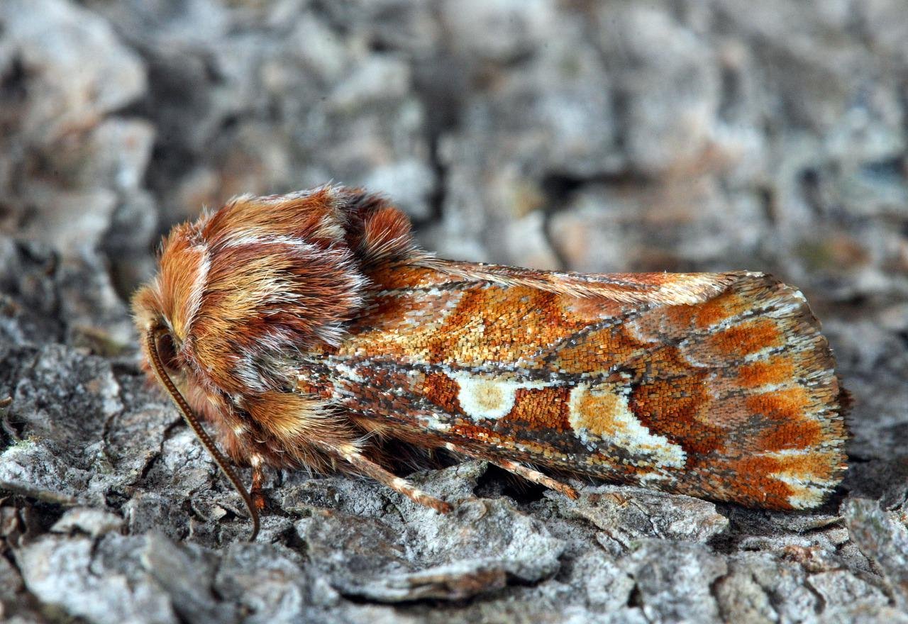 Climate change is driving the pine beauty moth north 50 years before ...