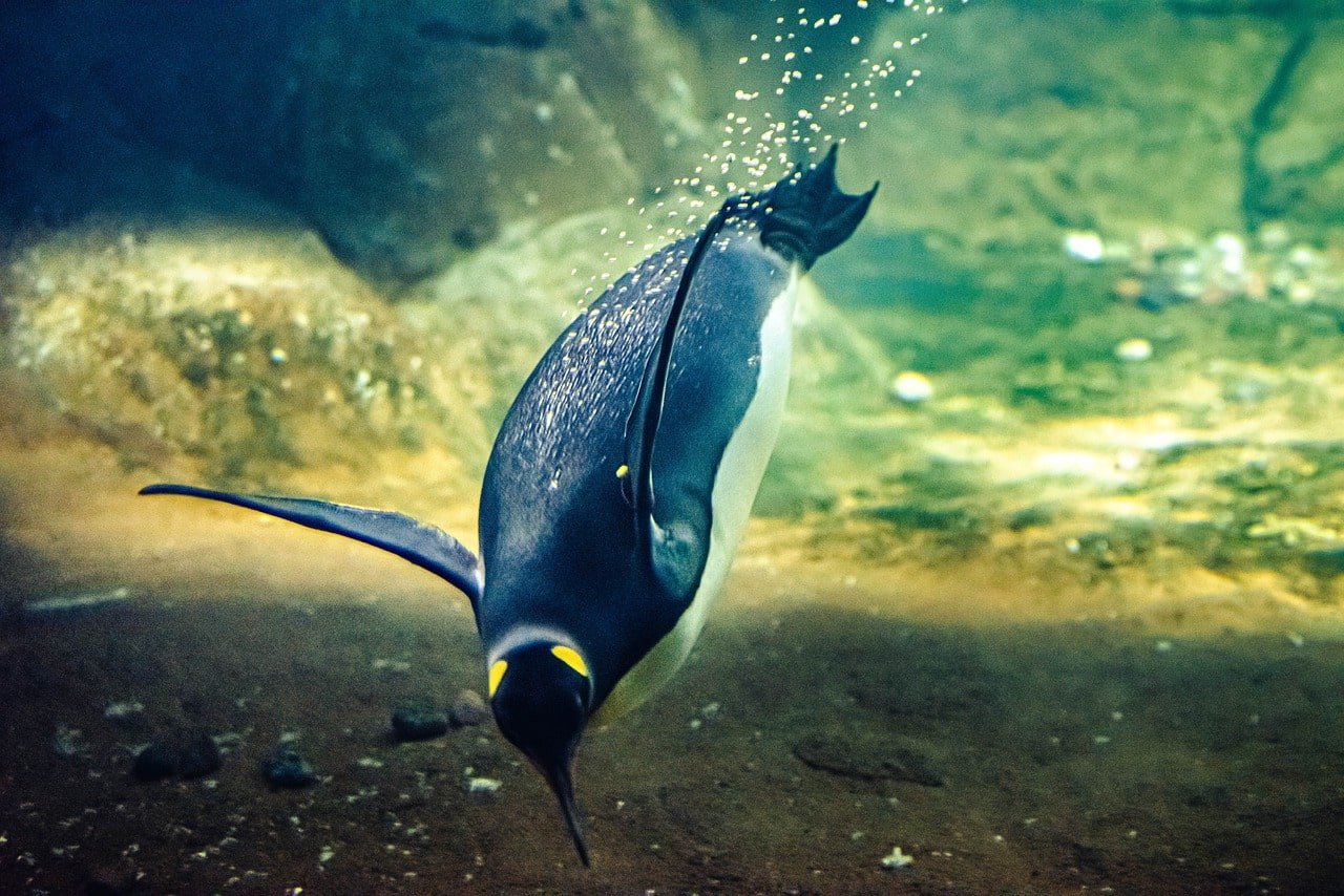 Some diving birds more at risk of extinction