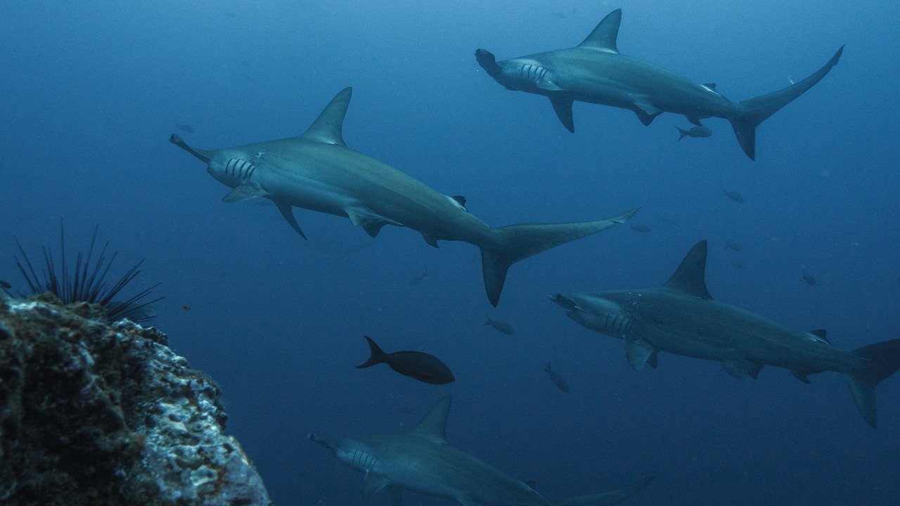 New shark nursery discovered by Portuguese researchers in Cape Verde