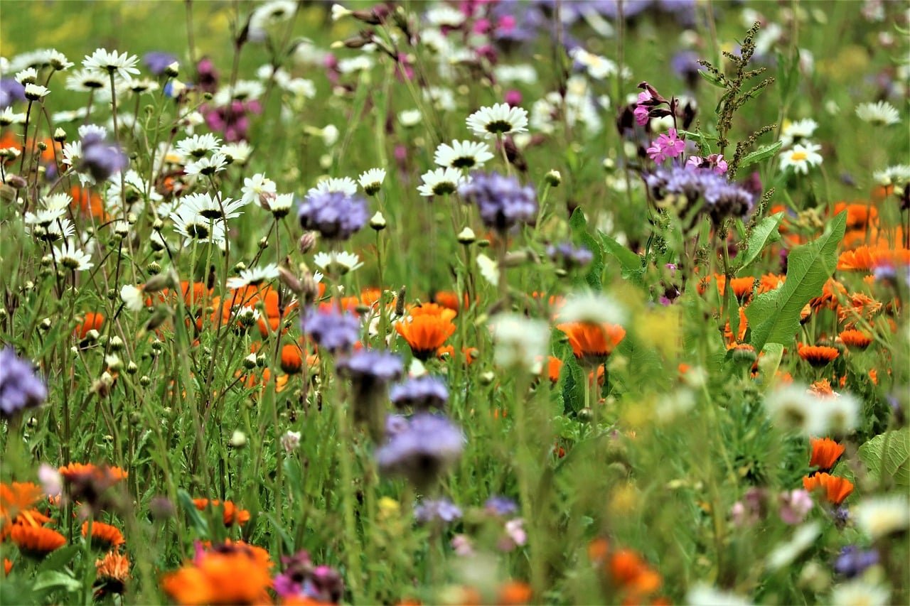 Finding a better way to measure biodiversity losses