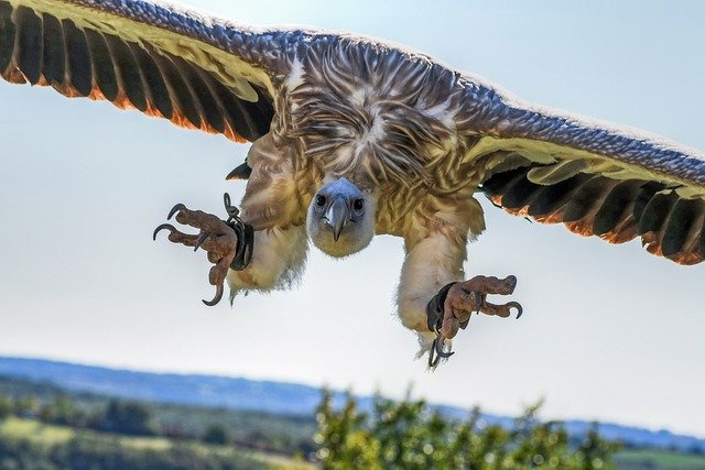 Aasfresser: Gänsegeier in Bayern gesichtet