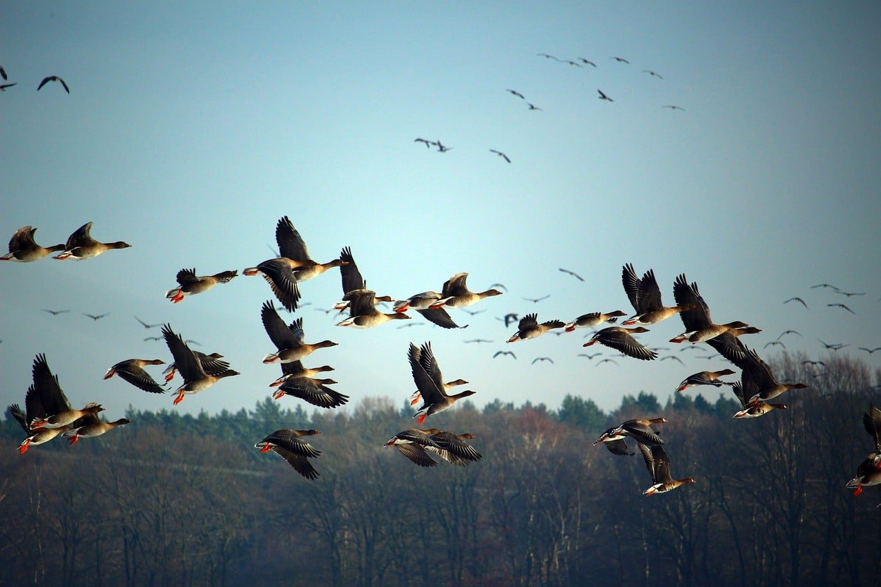 Migratory birds need periods of rest during migration to boost their ...