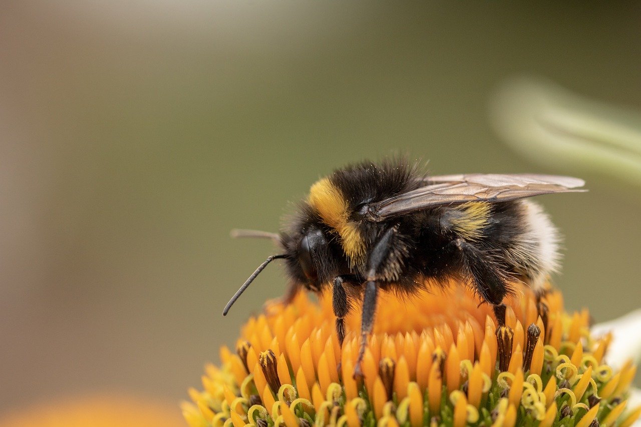 Humans change how bees communicate with each other